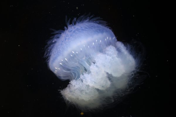 お知らせ | 鶴岡市立加茂水族館 - Part 3